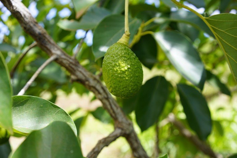 GoLeanSixSigma.com Helps Foster Healthy Communities in Hawaii With ...